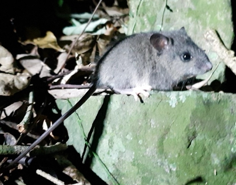 Australian Bush Rat from Innes View NSW 2429, Australia on December 30 ...