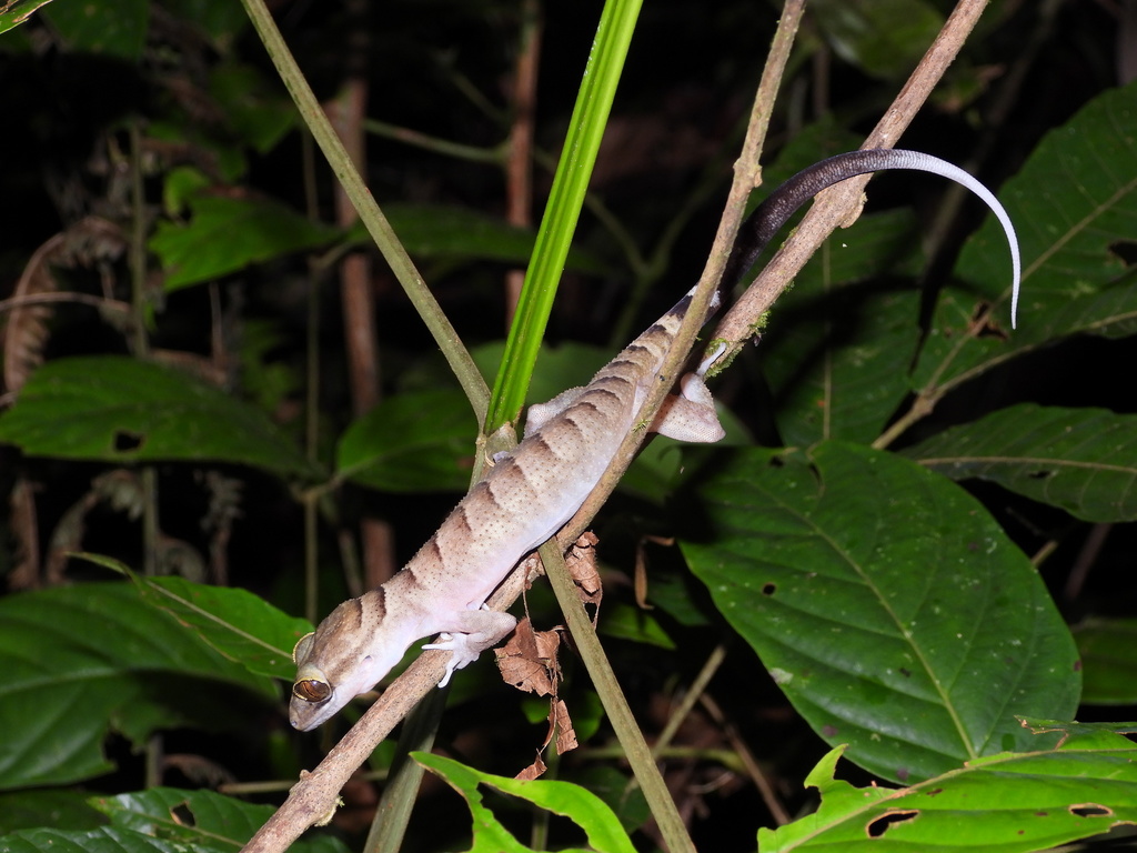 False Bow-fingered Gecko from Mimika Regency, Papua, Indonesia on ...