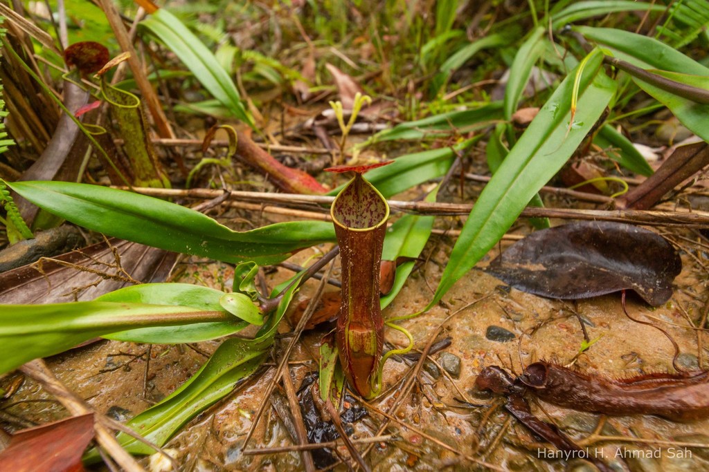 Slender Pitcher-Plant from Belait District, Brunei on October 10, 2020 ...