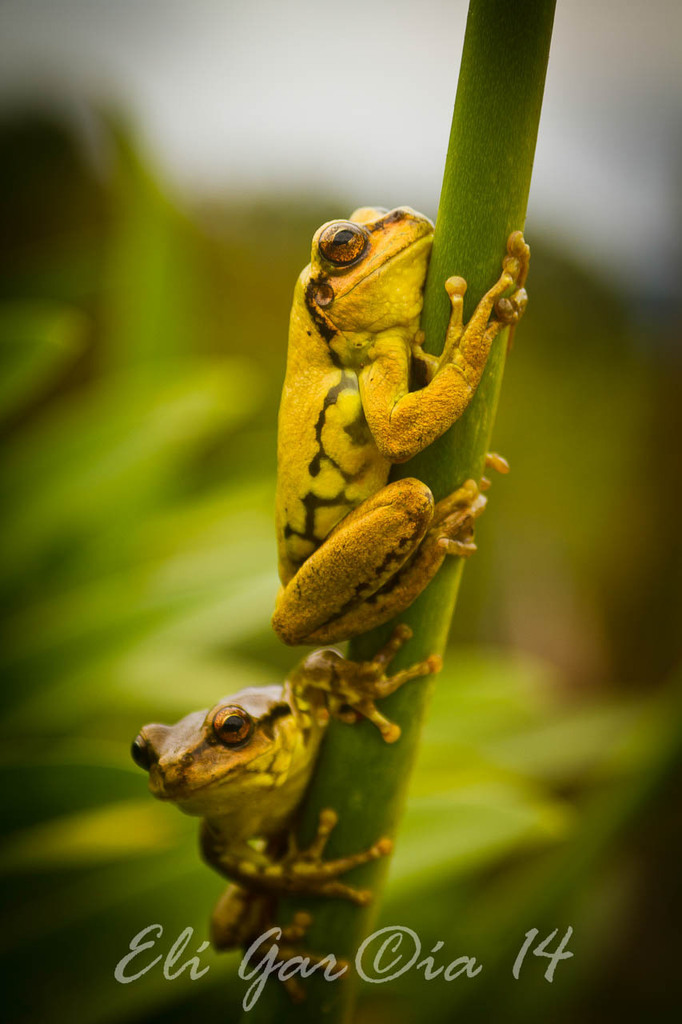 Cope’s Streamside Tree Frog from Sierra de Juárez, Oaxaca on August 7 ...