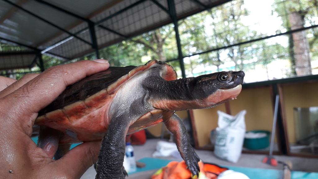 Southern New Guinea Snapping Turtle from Mimika Regency, Papua ...