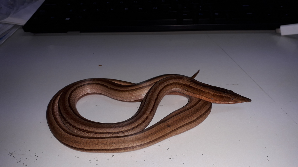 Burton's Snake-lizard from Mimika Regency, Papua, Indonesia on November ...