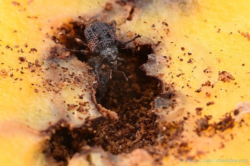 Mango Pulp Weevil (Sternochetus frigidus) · iNaturalist