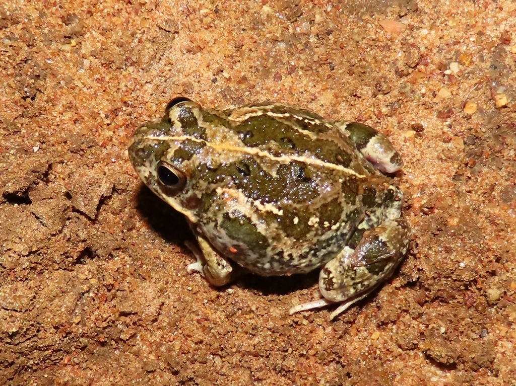 Confused Sand frog from Maruleng, South Africa on December 21, 2020 at ...