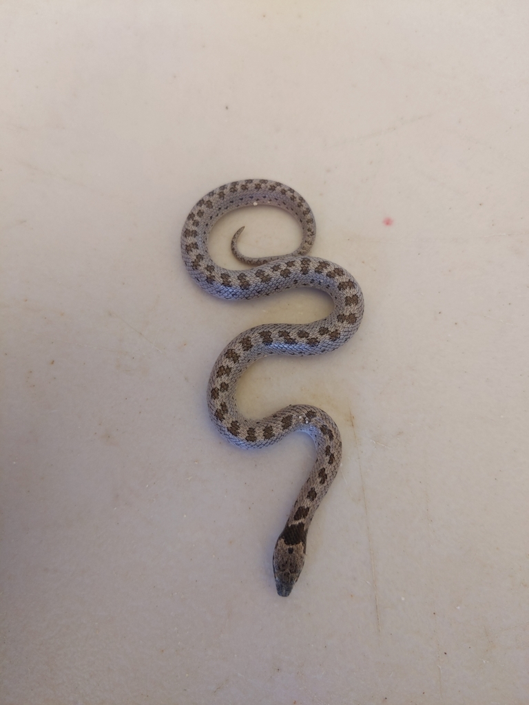 Coast Night Snake from La Paz, MX-BS, MX on December 20, 2020 at 09:20 ...