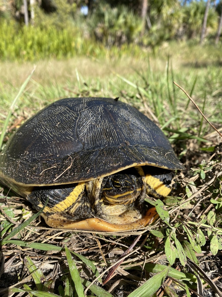 Florida Chicken Turtle in December 2020 by Bryan Ames · iNaturalist