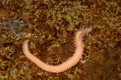 Proceraea cornuta · iNaturalist