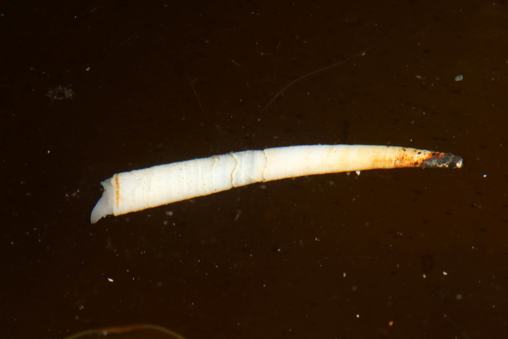 Common Tusk-shell from York County, ME, USA on June 3, 2016 at 05:16 PM ...