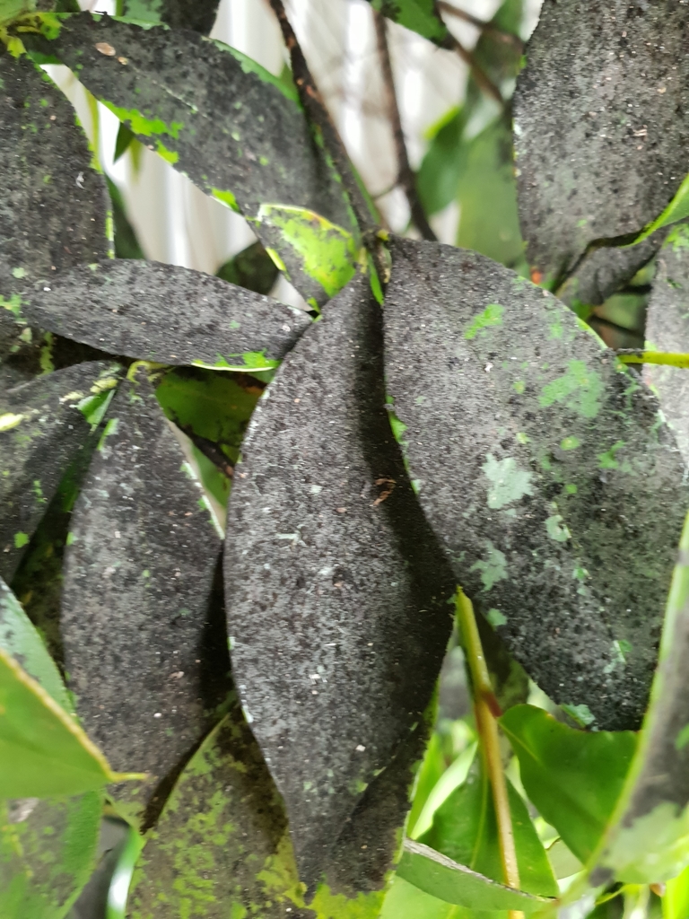 Capnodium from Eildon VIC 3713, Australia on December 22, 2020 at 04:48 ...