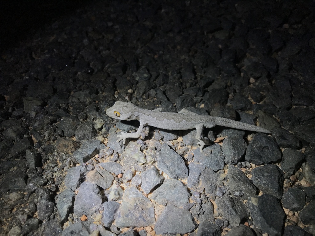 Exmouth Spiny-tailed Gecko in December 2020 by Bruce Edley · iNaturalist