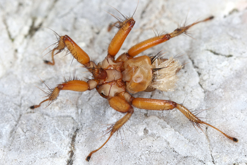 Genus Penicillidia · iNaturalist