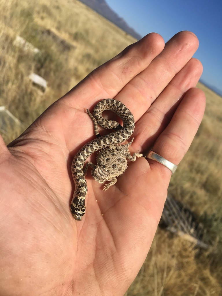 Mexican Hognose Snake in September 2017 by Keegan Smith · iNaturalist