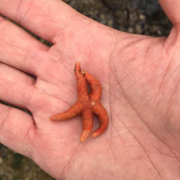 Northern Blood Star in September 2017 by naturepassport716d · iNaturalist