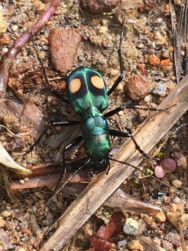 Pseudoxycheila ceratoma · iNaturalist