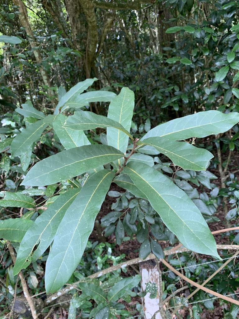 White Walnut from Booyong Road, Booyong, NSW, AU on December 22, 2020 ...