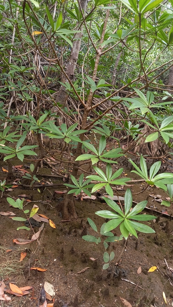 Tea Mangrove in December 2020 by Mafer Reyes · iNaturalist
