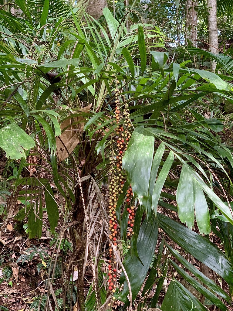 Walking stick palm from Dunoon, NSW, AU on December 23, 2020 at 08:14 AM by pteridium · iNaturalist