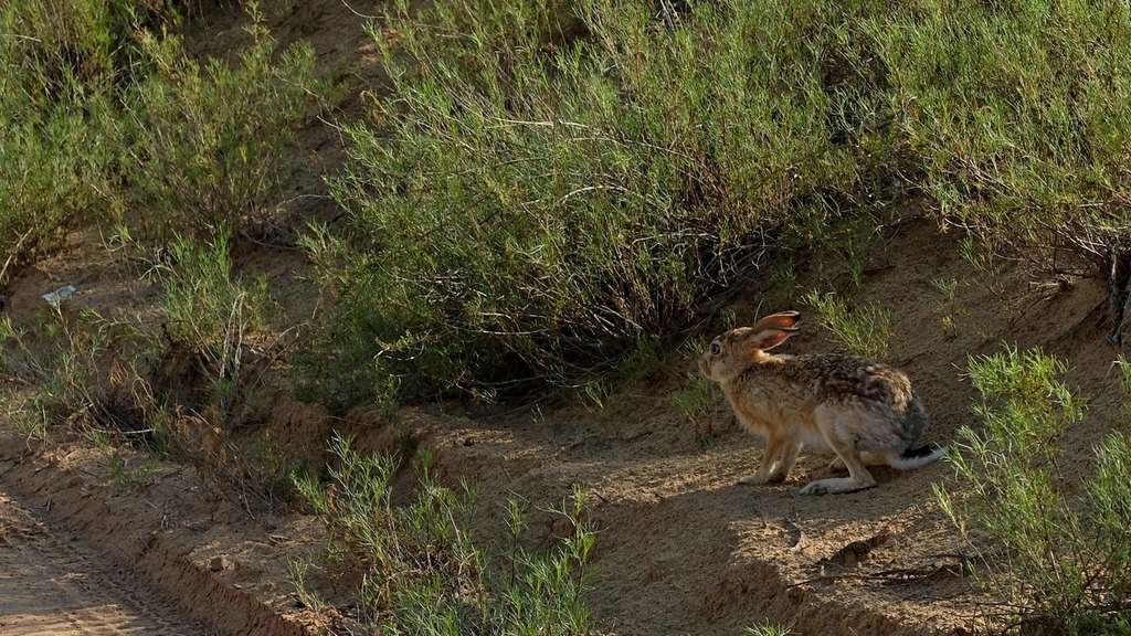 Desert Hare from Mu us / Ordos Desert, Shi Labutu on August 28, 2014 by ...