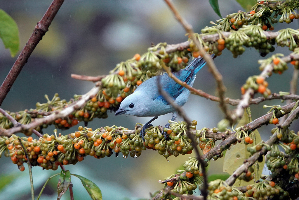 Blue-gray Tanager in February 2019 by Carol Kwok · iNaturalist