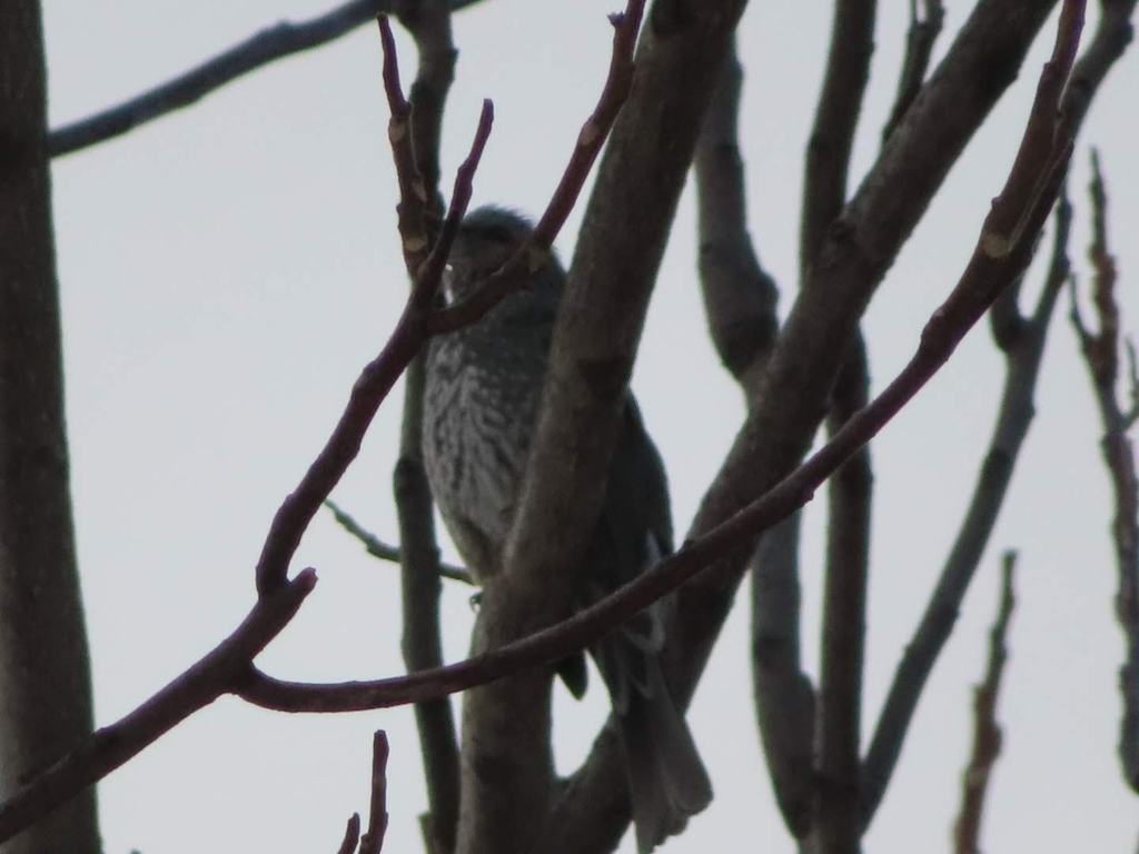 Brown-eared Bulbul from 日本 〒060-0817 on December 23, 2020 by 西村一彦 ...