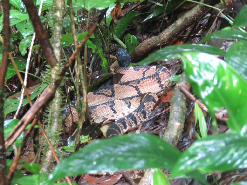Black-headed Bushmaster from Bahía Drake, Provincia de Puntarenas ...