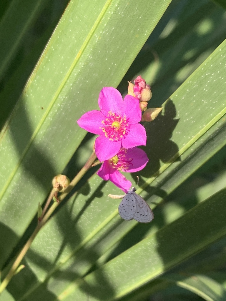 Talinum portulacifolium from Tana River Primate Reserve, Galole, KE-TR ...