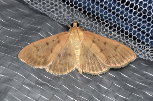 Patania punctimarginalis · iNaturalist
