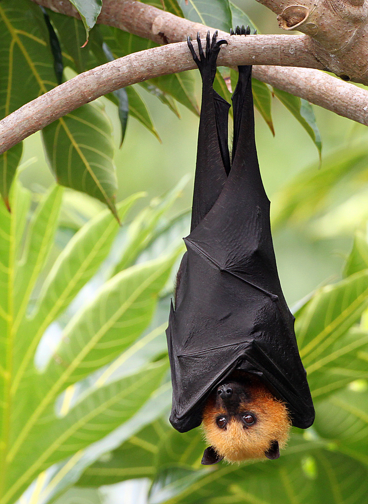 Flying-foxes (Pteropus) - Know Your Mammals