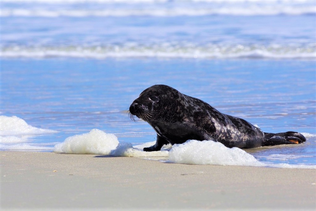 Atlantic Grey Seal from Horry County, SC, USA on March 12, 2019 at 11: ...