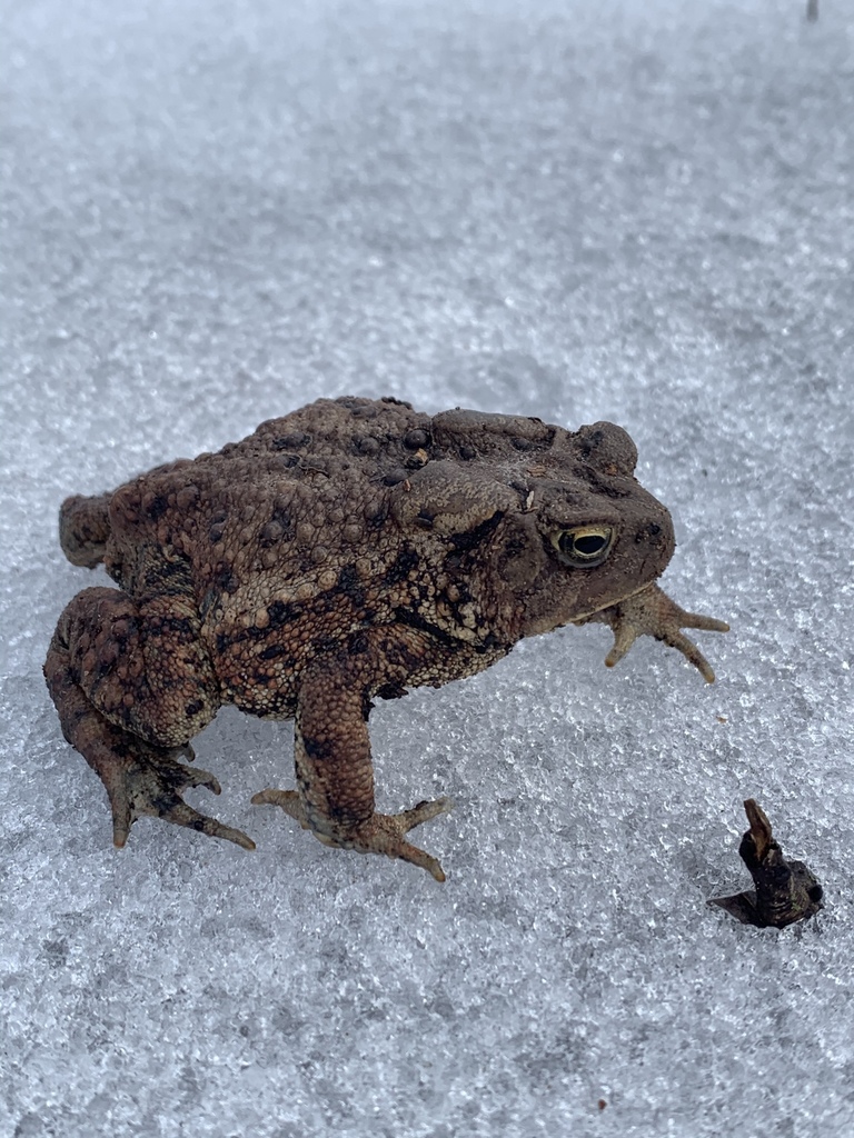 Eastern American Toad from Adamstown, MD, US on December 23, 2020 at 12 ...