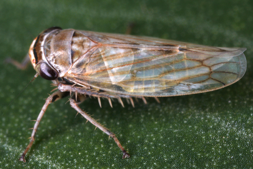 Exitianus nanus · iNaturalist