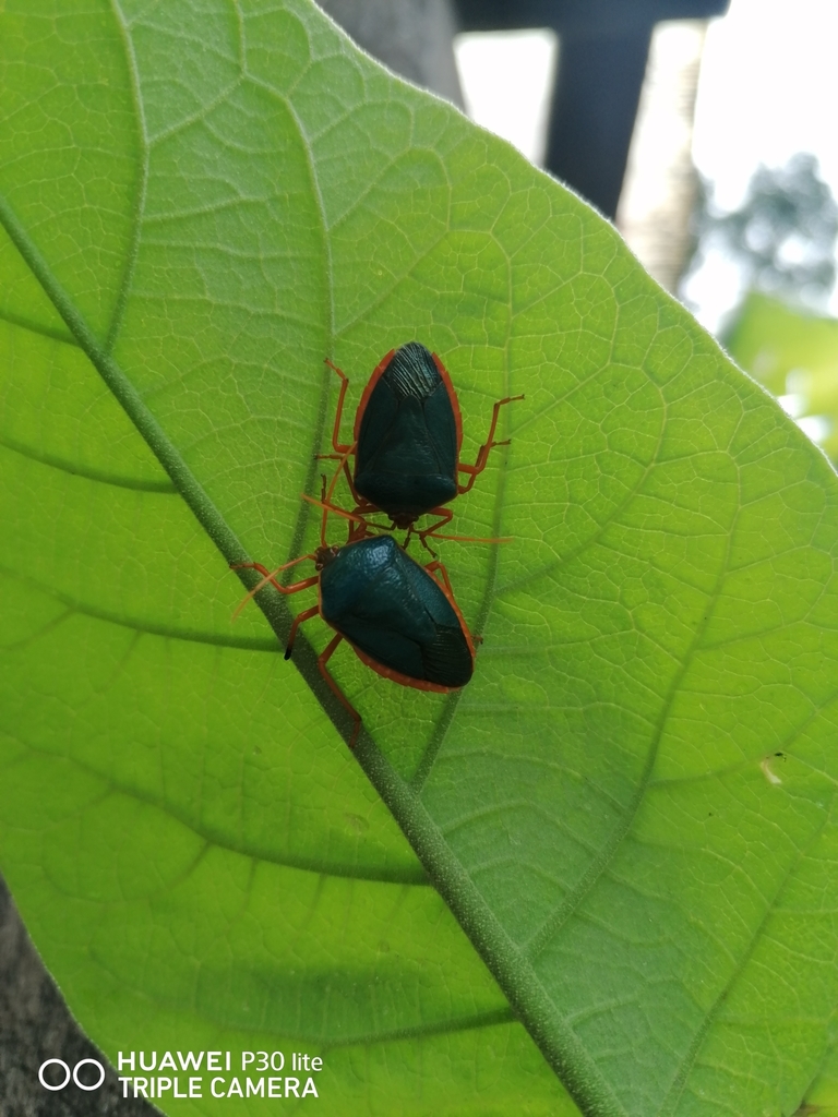 Red-bordered Stink Bug from la carretera Fronteriza del Sur hasta el ...