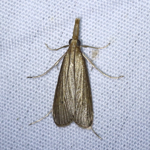 Brown Donacaula Moth (Donacaula roscidellus) · iNaturalist