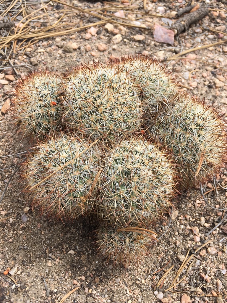 Mountain Ball Cactus from Santa Fe National Forest, Santa Fe, NM, US on ...