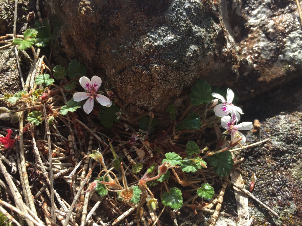 Austral Stork's-bill from Tasmania, Bicheno, TAS, AU on December 24 ...