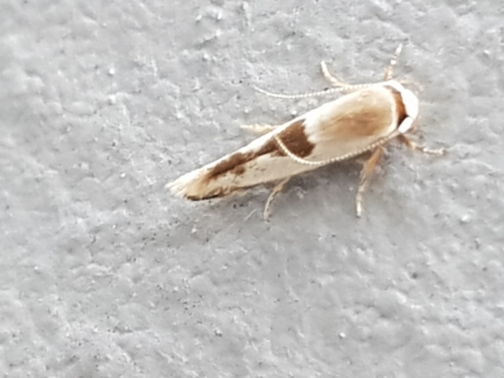 Stathmopoda megathyma in September 2017 by david_boccalatte. Field ...