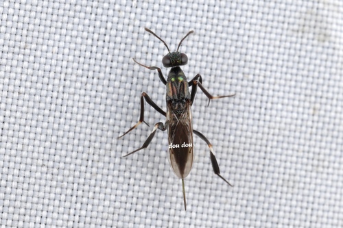 tref's Favorites · iNaturalist