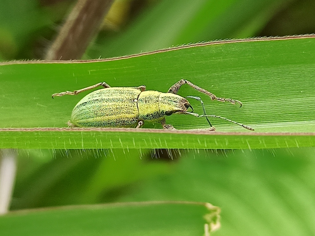 Naupactus virens from Cassilândia on December 24, 2020 by Vinícius ...