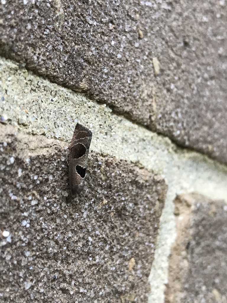 Triangle-backed Pelochrista Moth from 5100–5198 Meadowside Ln, Derwood ...