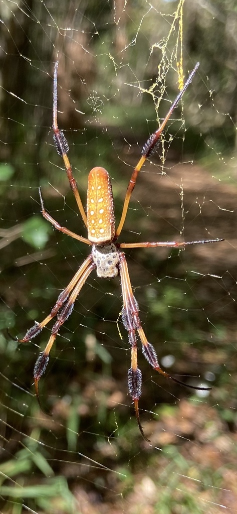 Golden Silk Spider from Big Thicket National Preserve, Warren, TX, US ...