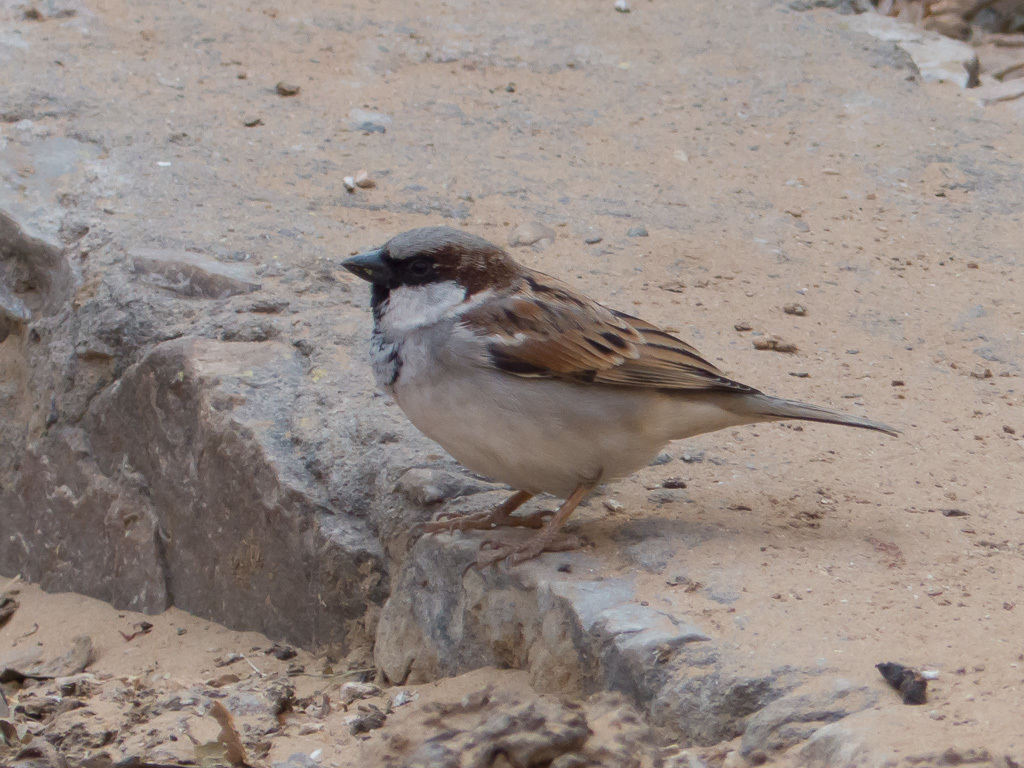 House Sparrow from Galta Ji, Jaipur, Rajasthan, India on December 24 ...