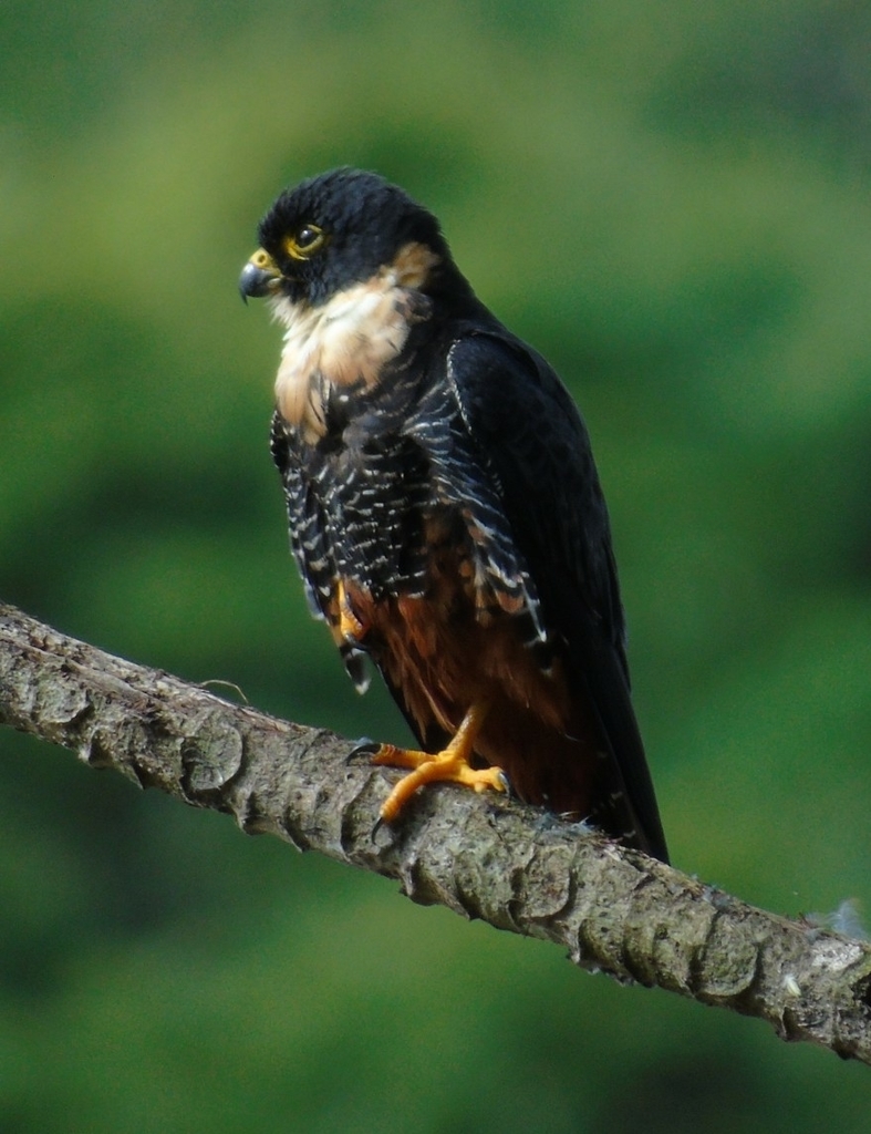 Bat Falcon from Humedal Nacional Térraba Sierpe on December 23, 2020 at ...