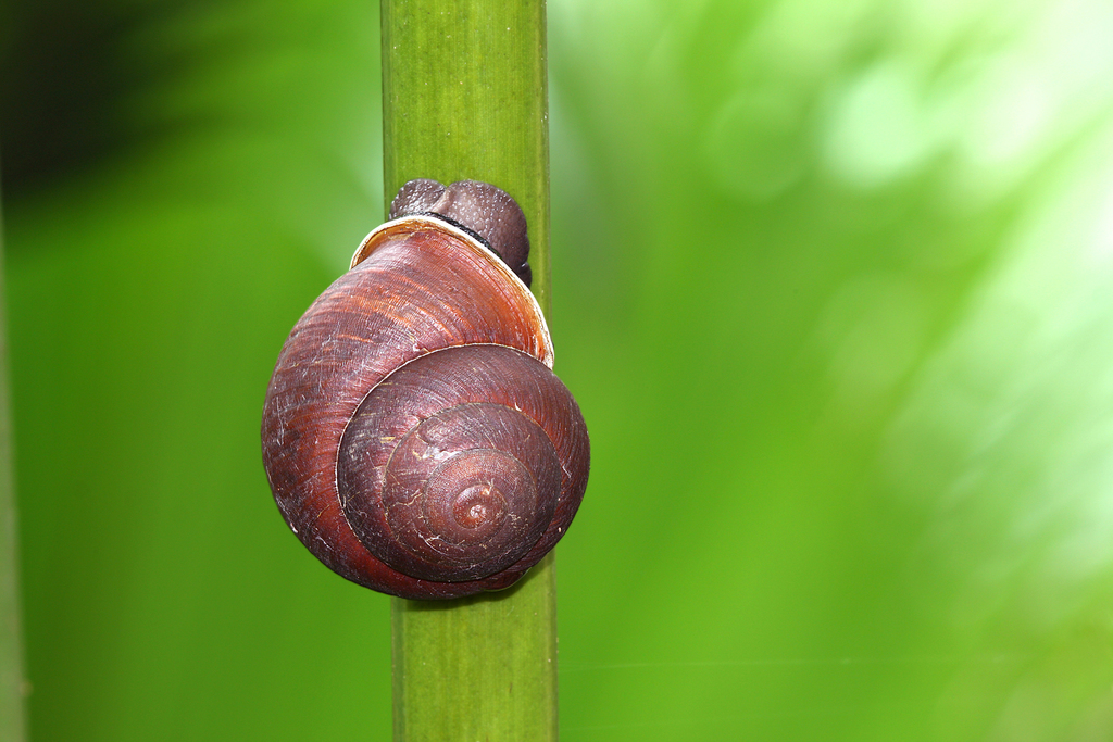 Stylodonta studeriana in September 2010 by gernotkunz · iNaturalist