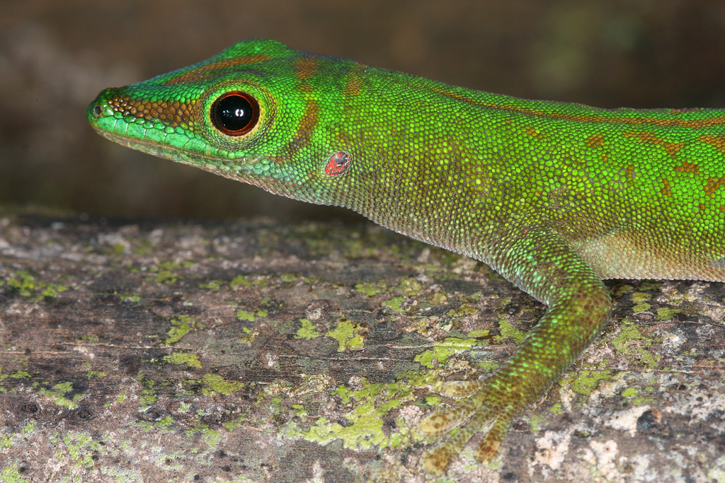 Seychelles Small Day Gecko from Seychelles, 07 Praslin, Vallée de Mai ...