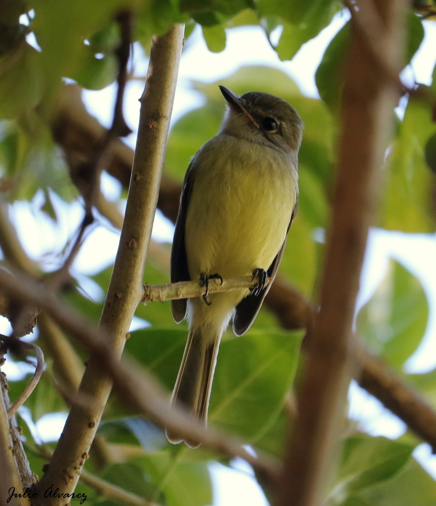 Flammulated Flycatcher from Teuchitlán, Jal., México on December 24 ...