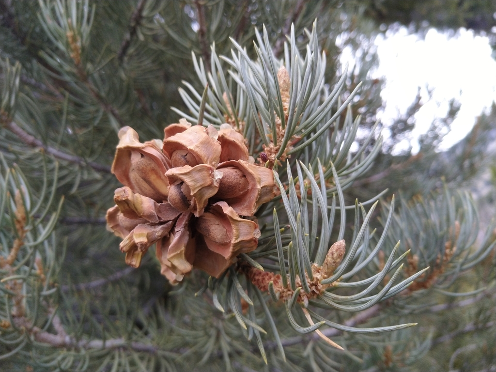 singleleaf pinyon from Angeles MRCA Open Space, Los Angeles County, US ...