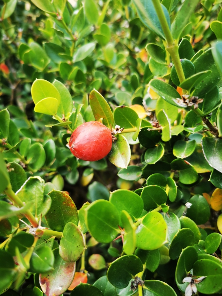 Natal Plum from Route de la Plage, 20260 Calvi, France on December 25 ...