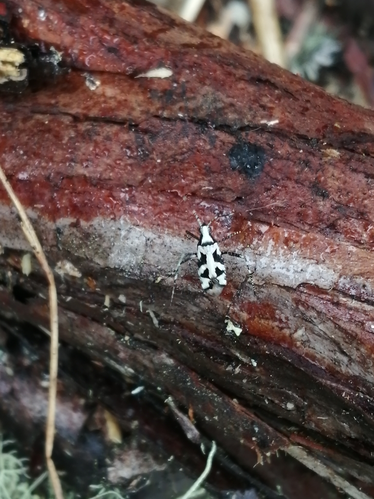 True Bugs from Molleturo, Ecuador on December 24, 2020 at 02:52 PM by ...