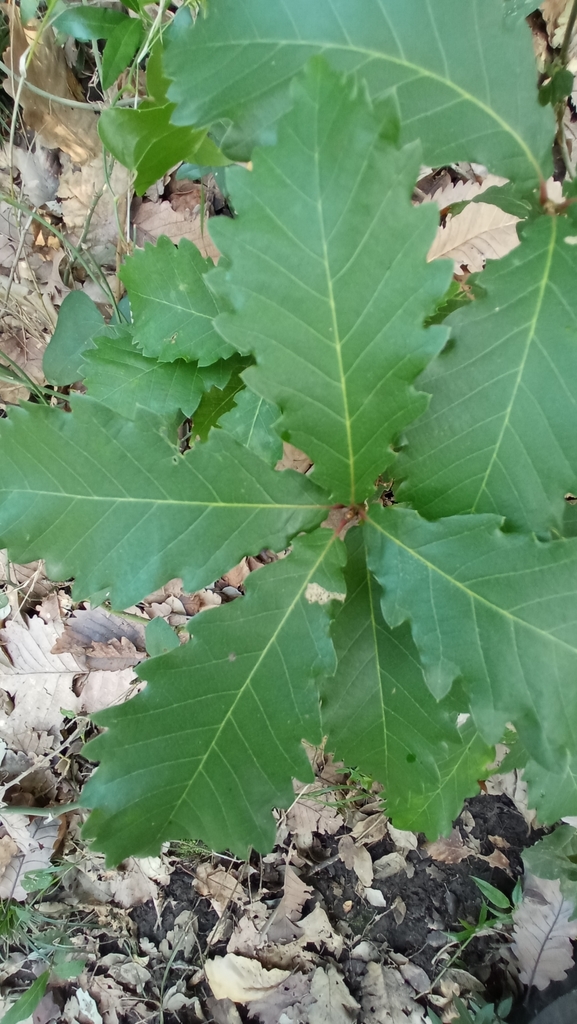 Mirbeck's oak from Filfila,lemnadjer on December 25, 2020 at 01:14 PM ...