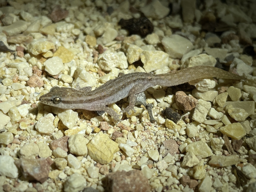 Cape Range Clawless Gecko in December 2020 by Bruce Edley · iNaturalist